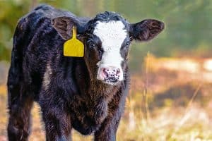 About – MO Beef Kids