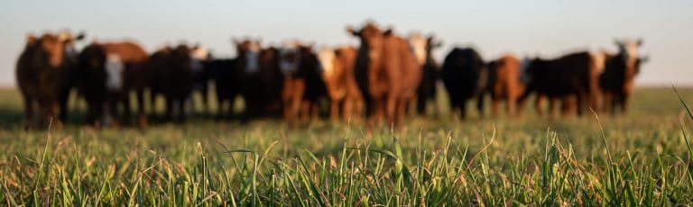 Programs & Outreach – MO Beef Kids